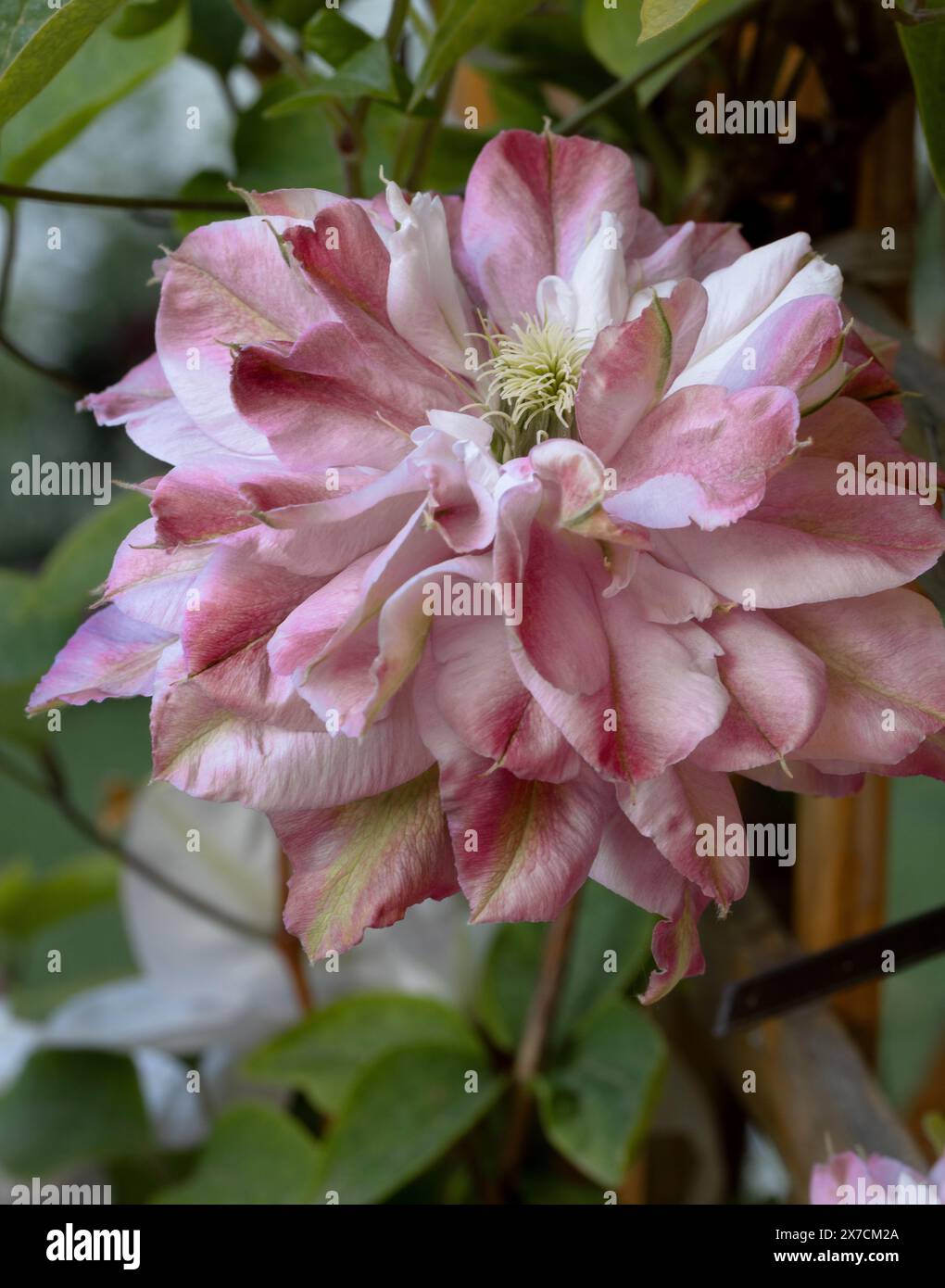 Clematis blooms in garden. Bright terry buds of climbing plant in ...