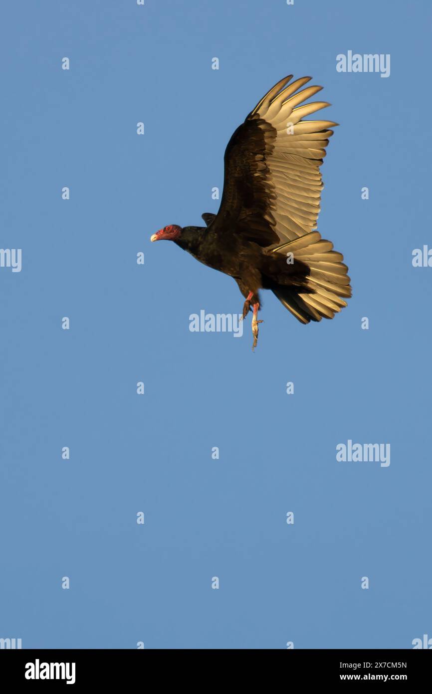 Turkey vulture (Cathartes aura), Malheur National Wildlife Refuge ...
