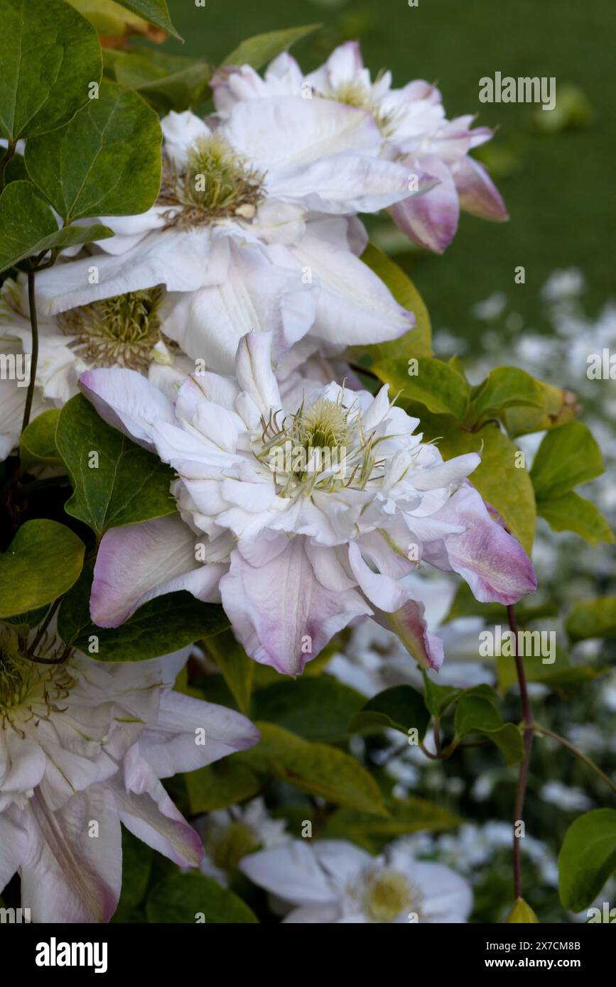 Clematis blooms in garden. Bright terry buds of climbing plant in ...