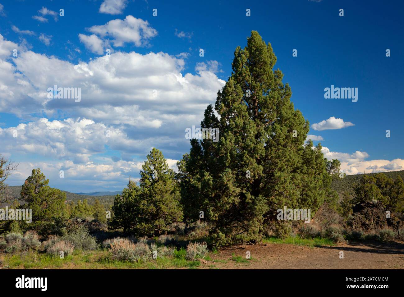 Western juniper (Juniperus occidentalis), Badlands Wilderness ...