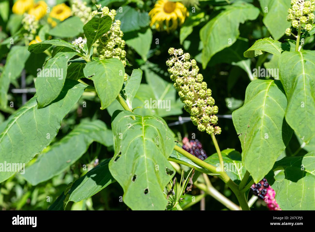 Close up of Indian pokeweed (phytolacca acinosa) flowers emerging into bloom Stock Photo - Alamy