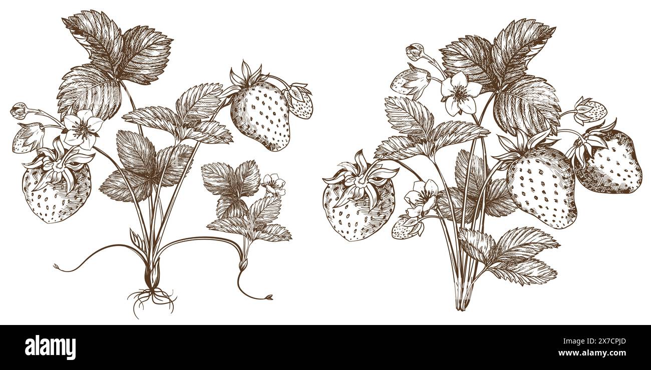 Set of vector drawings of strawberries. Berries, flowers, leaves ...