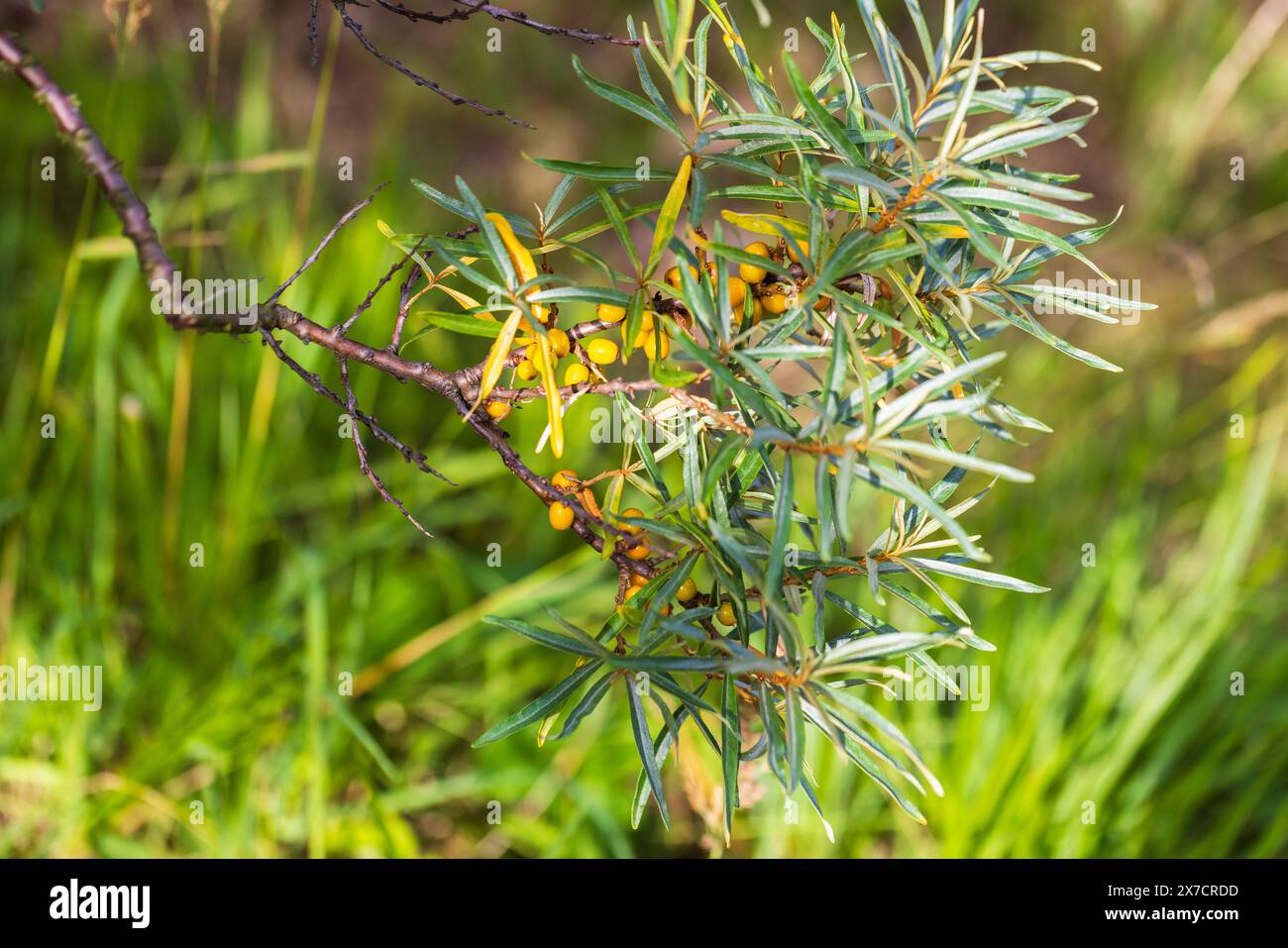 Common sea buckthorn branch with yellow fruits, close-up outdoor photo ...