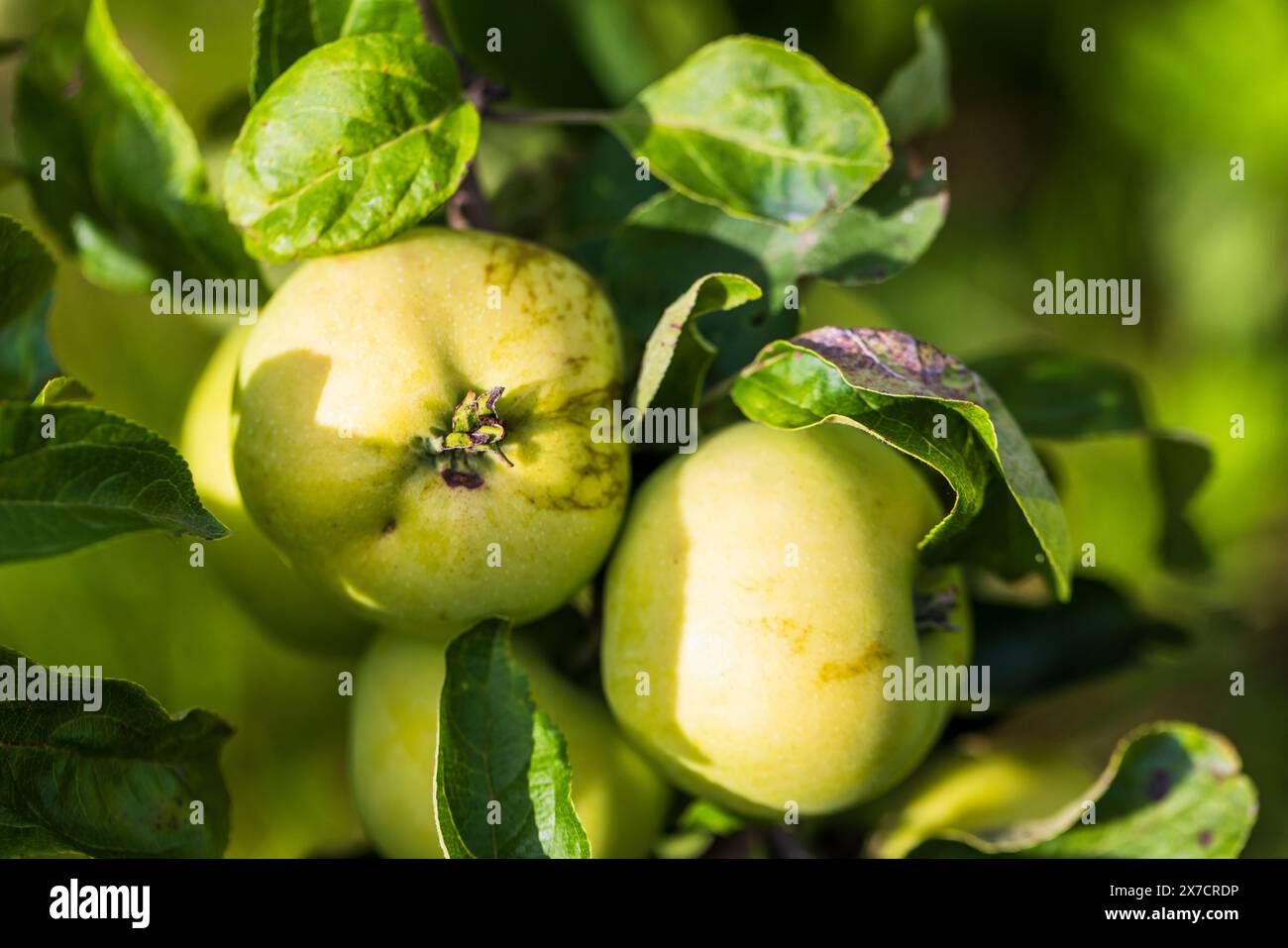 Fresh yellow green apple grow on branch, natural food Stock Photo - Alamy