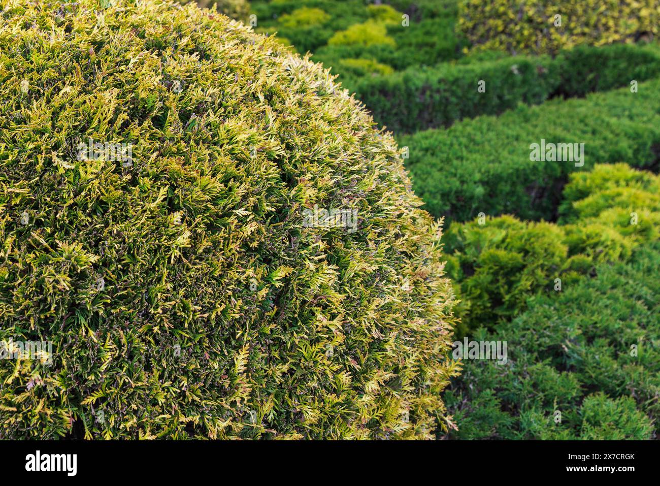 Thuja bush trimmed into a ball shape grows in the garden, background ...