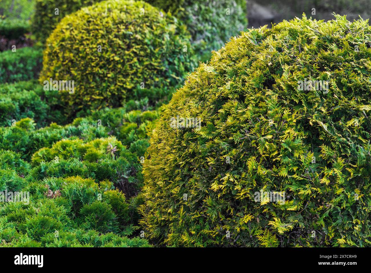 Thuja bushes trimmed into a ball shape grow in the garden, background ...