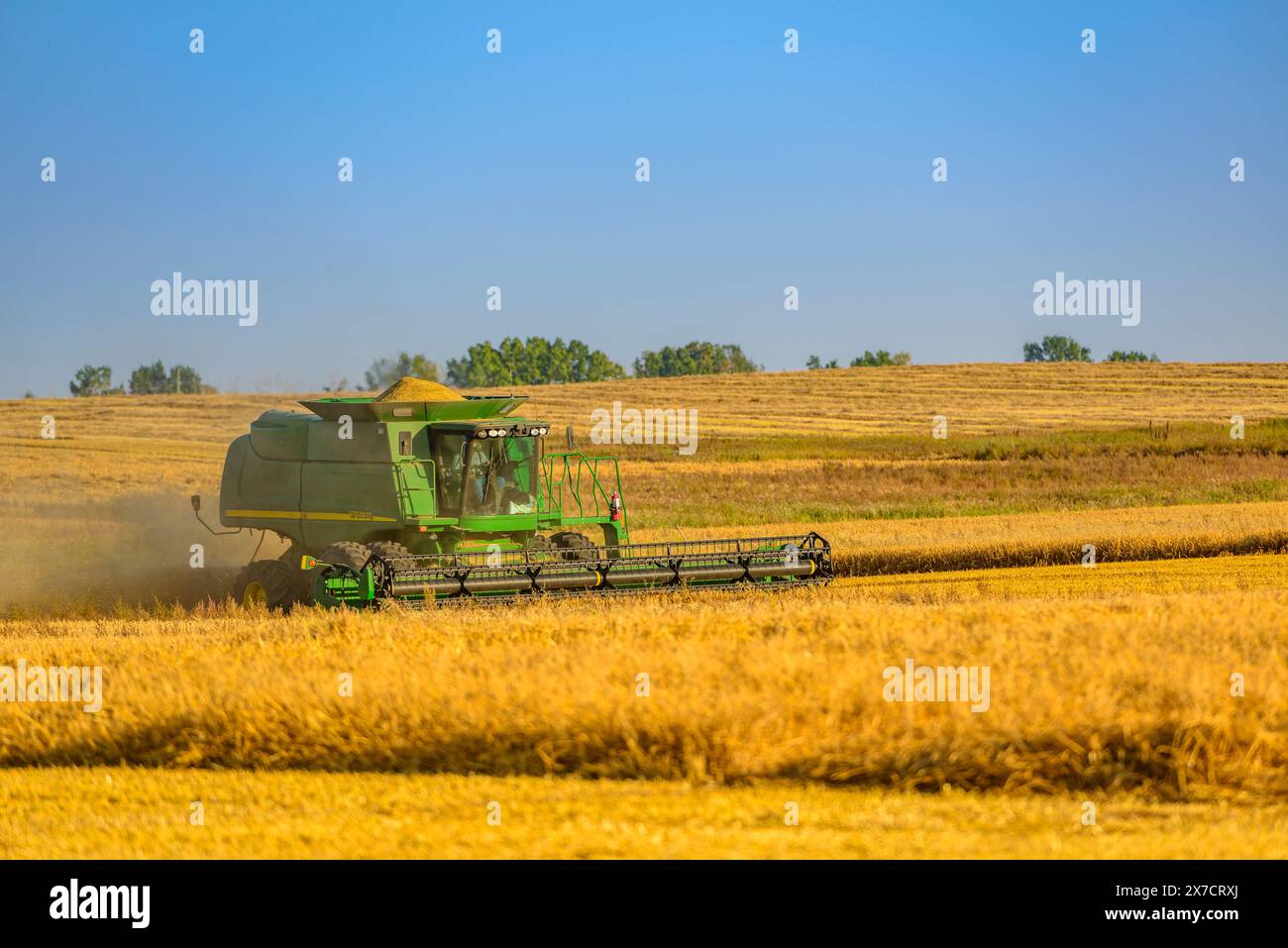 A combine machine harvesting a ripe crop of grain on the Canadian ...