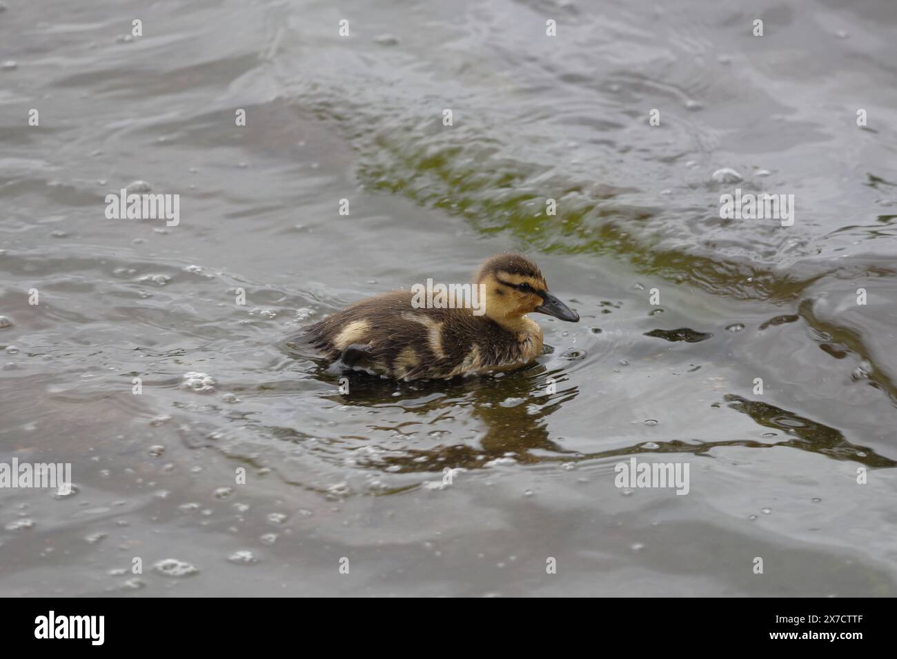 Duckling floating in pond water Stock Photo - Alamy