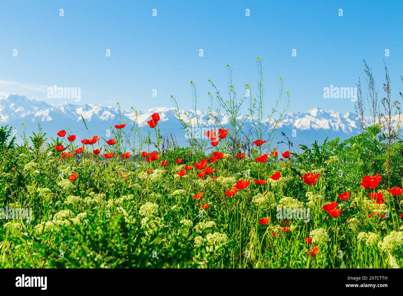 Field of red poppies and blue flowers of steppe flax on a clear sunny ...