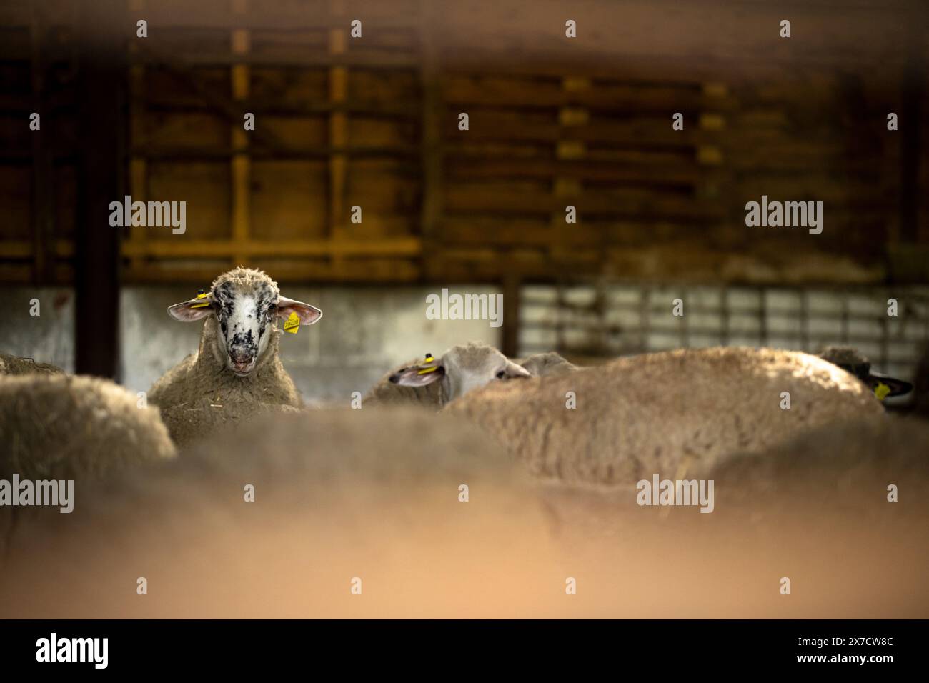 Cute sheep in a stable on a farm Stock Photo - Alamy