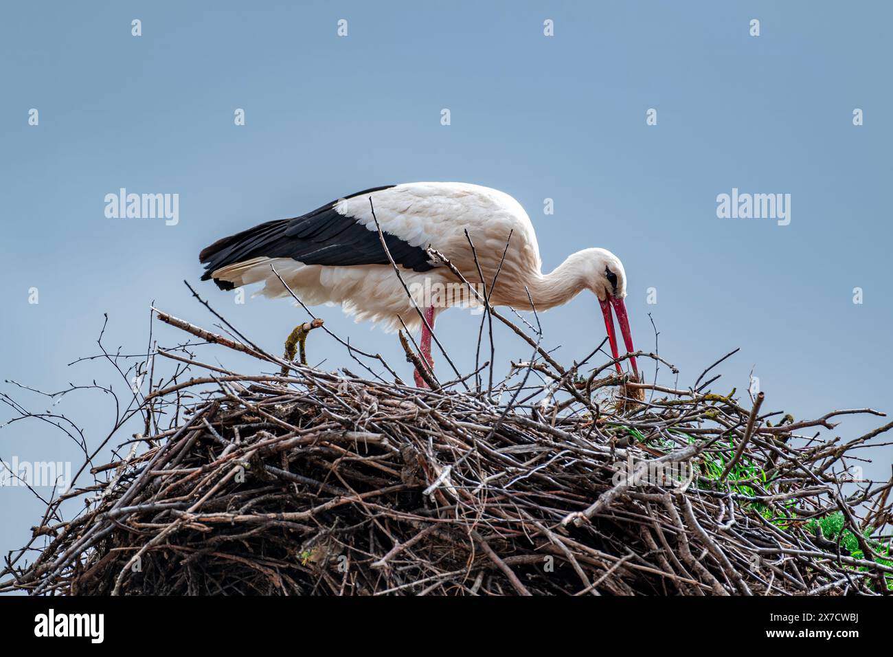 Stork built hi-res stock photography and images - Alamy