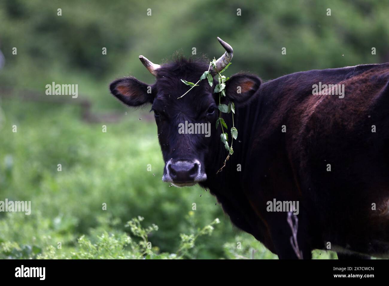 Feeding cow greece hi-res stock photography and images - Alamy