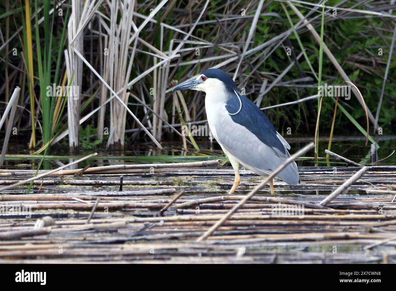 Black-crowned Night Heron- Nycticorax nycticorax Stock Photo - Alamy