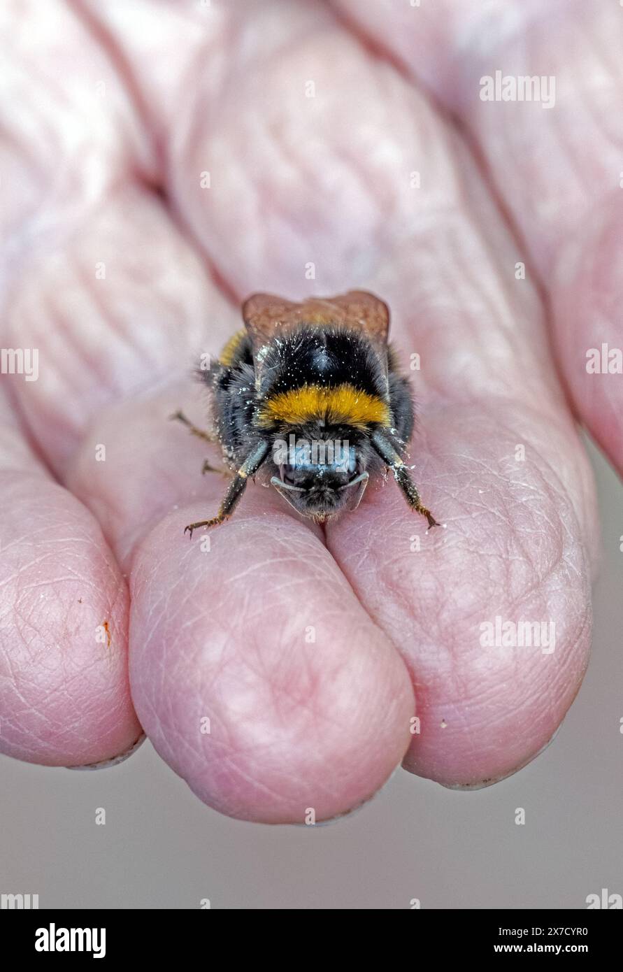 Buff Tailed Bumble Bee (Bombus terrestris) on hand Stock Photo - Alamy