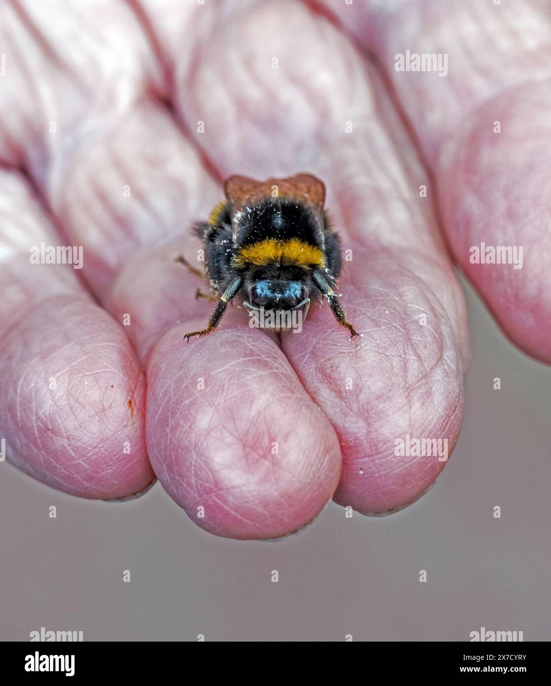 Buff Tailed Bumble Bee (Bombus terrestris) on hand Stock Photo - Alamy