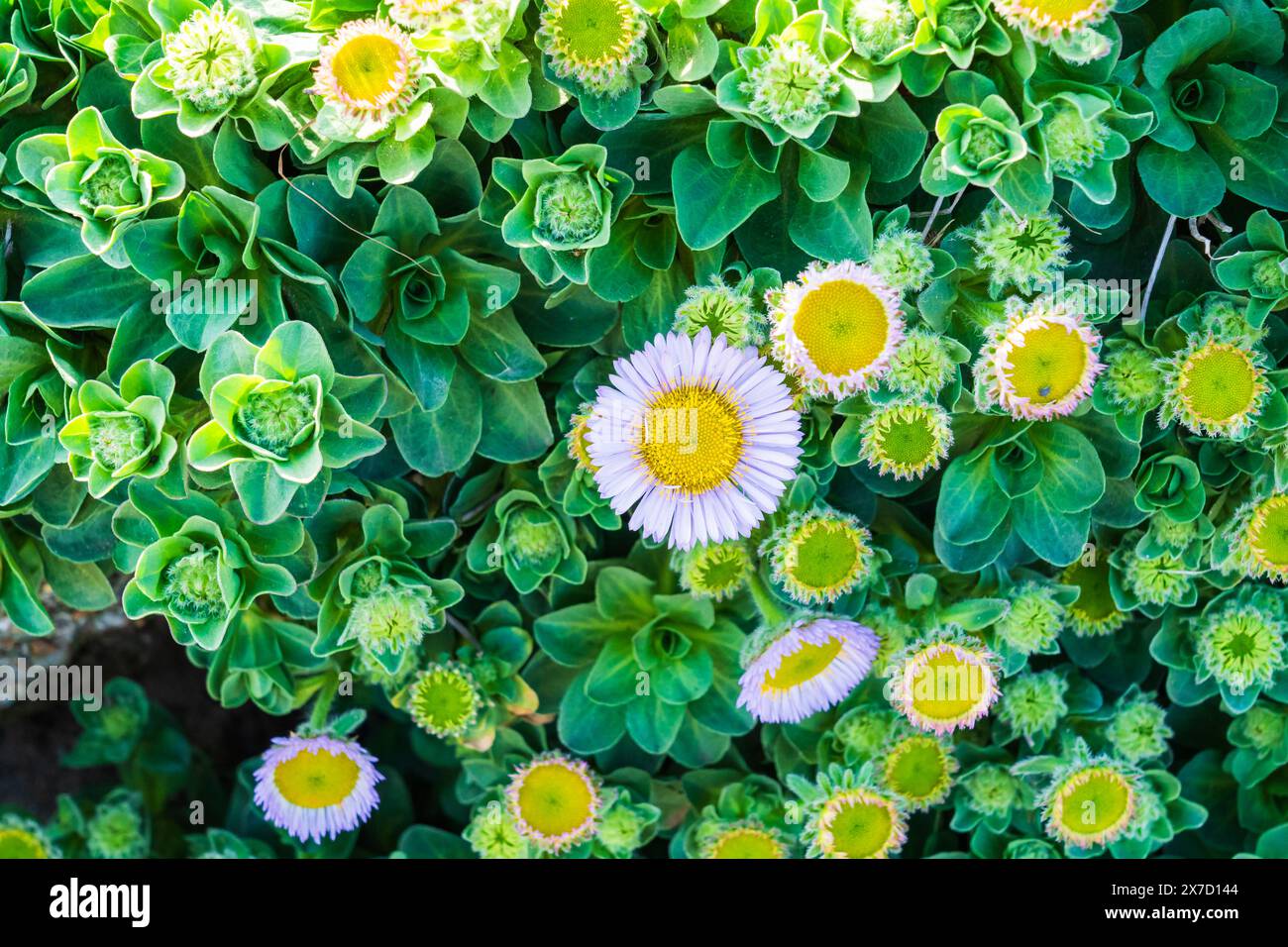 Seaside Daisy Flower (Erigeron Glaucus Ker Gawl) in Spring Stock Photo ...
