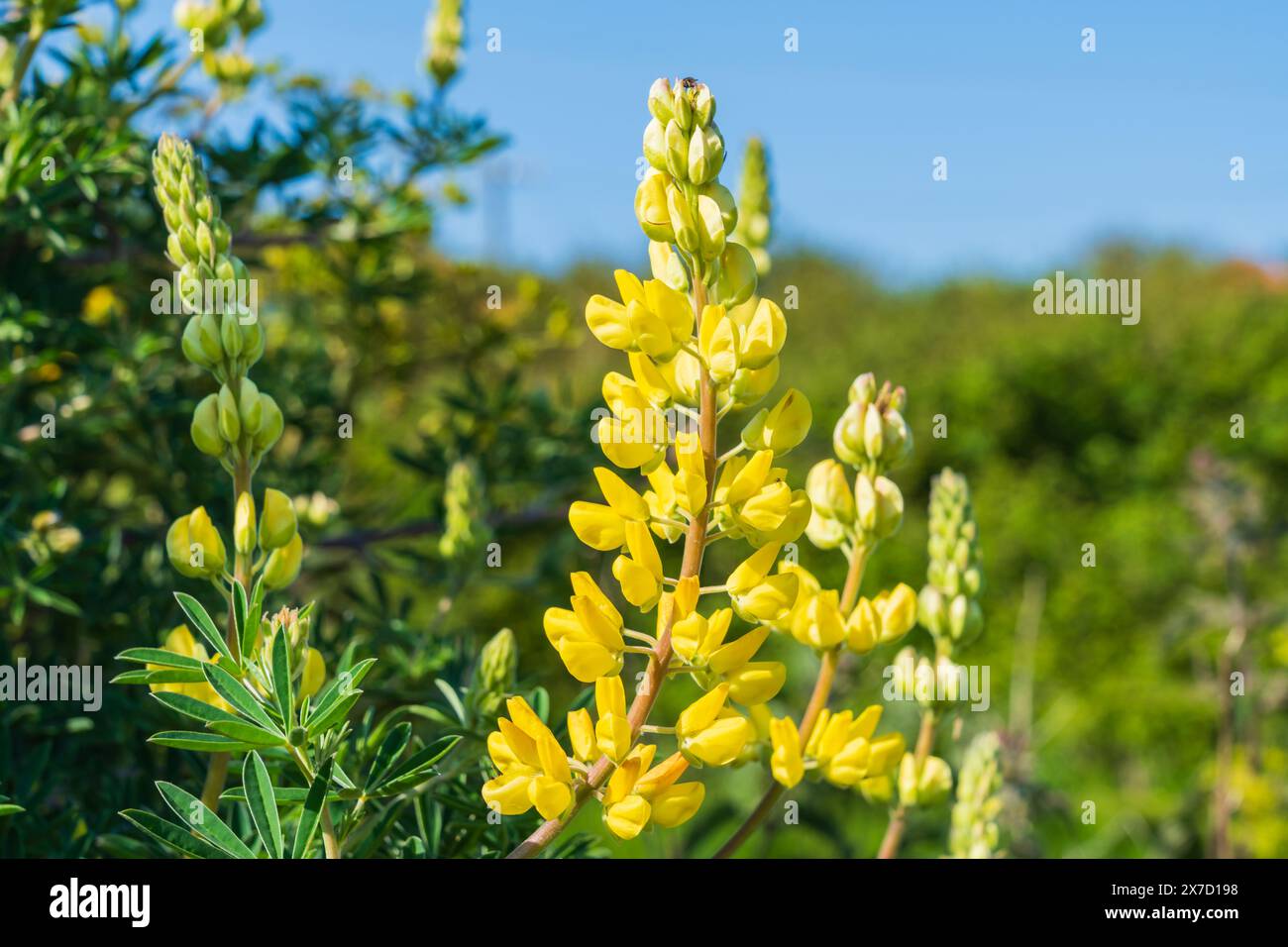 Coastal Yellow Bush Lupine (Lupinus Arboreus Stock Photo - Alamy