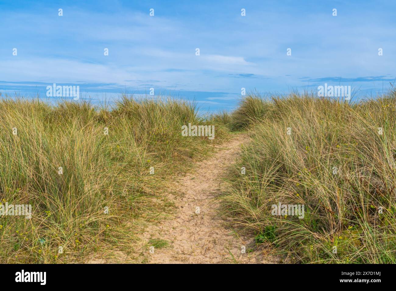 Marram grass sandy path hi-res stock photography and images - Alamy
