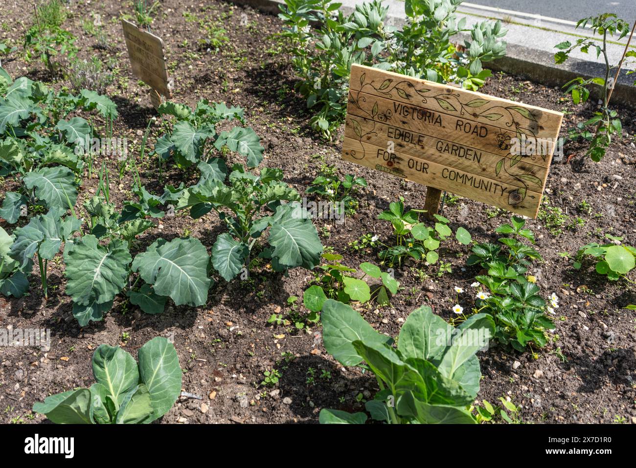 Roadside edible garden vegetable patch hi-res stock photography and ...