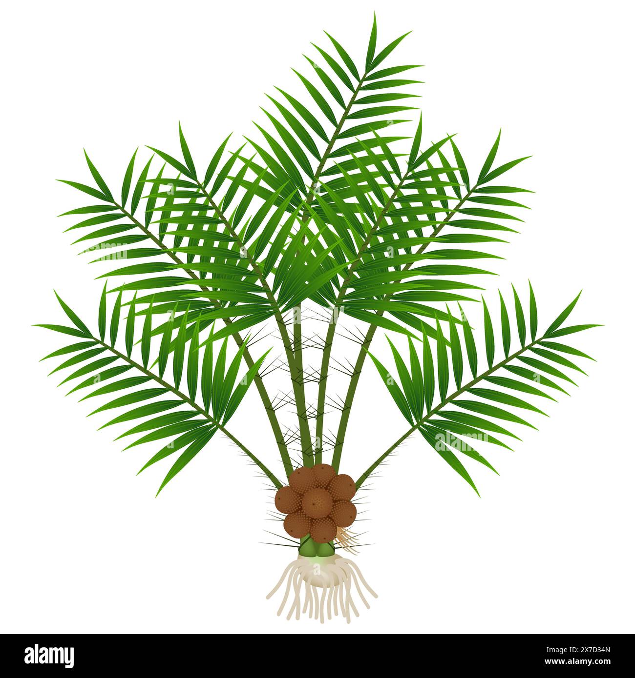 Delicate roots Cut Out Stock Images & Pictures - Alamy