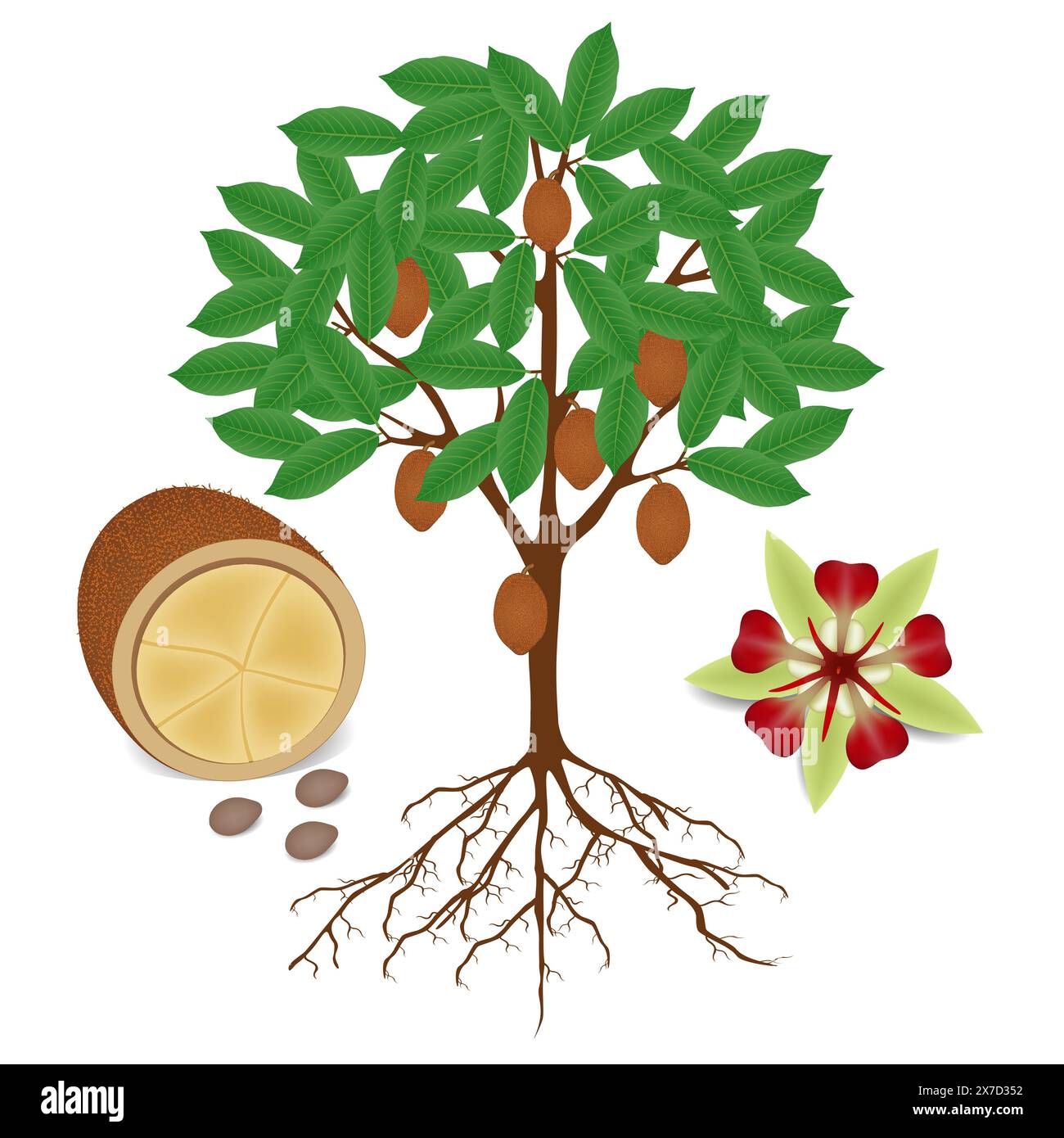 Showing parts of cupuacu cacao plant on a white background Stock Vector ...