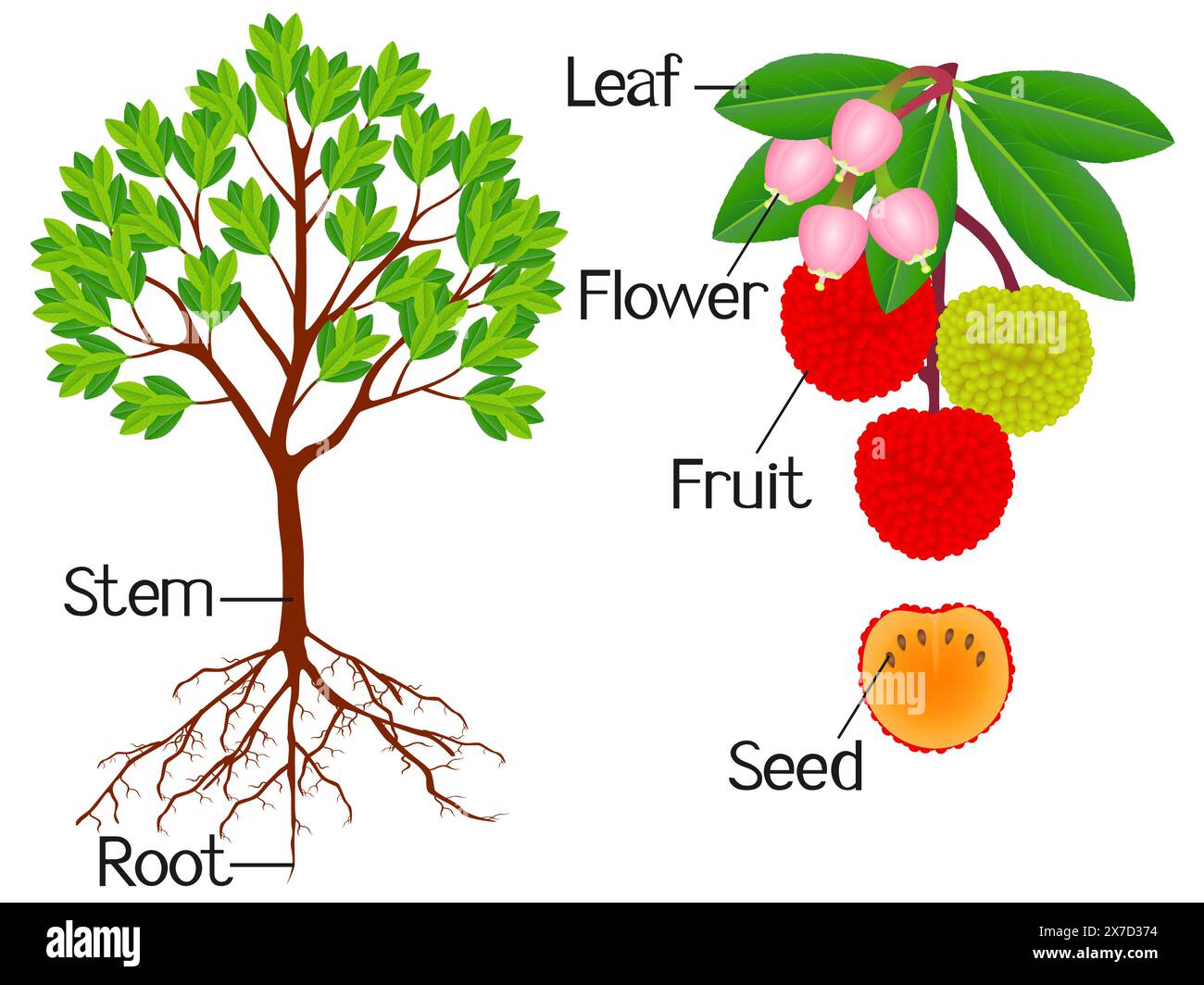 Strawberry plant roots hi-res stock photography and images - Alamy