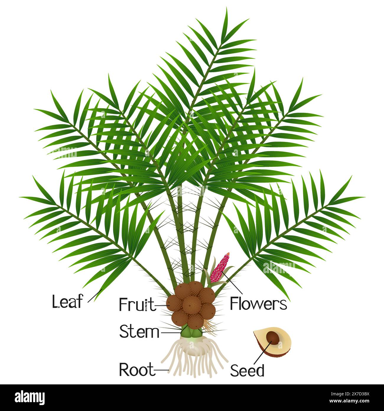 Parts of Salak or Snake Fruit (Salacca zalacca) plant Stock Vector ...