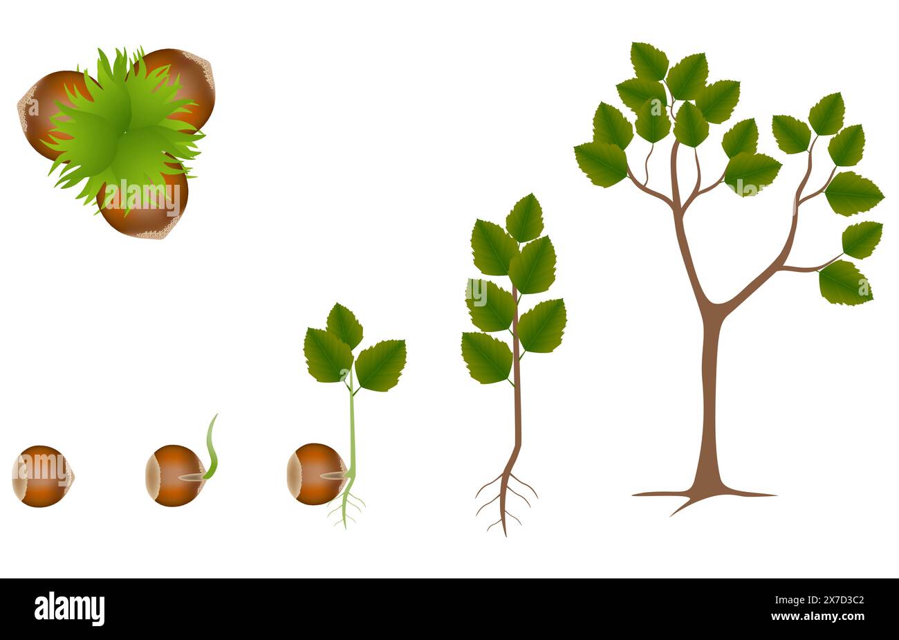 Hazel structure Stock Vector Images - Alamy