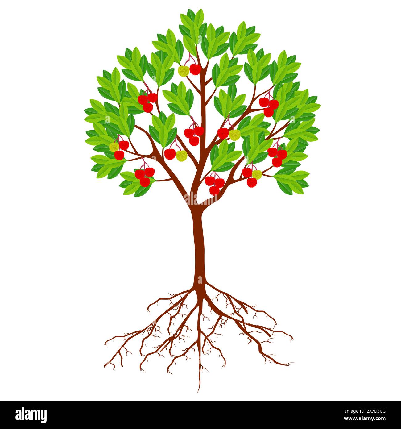 Strawberry arbutus tree with berries and roots on a white background ...