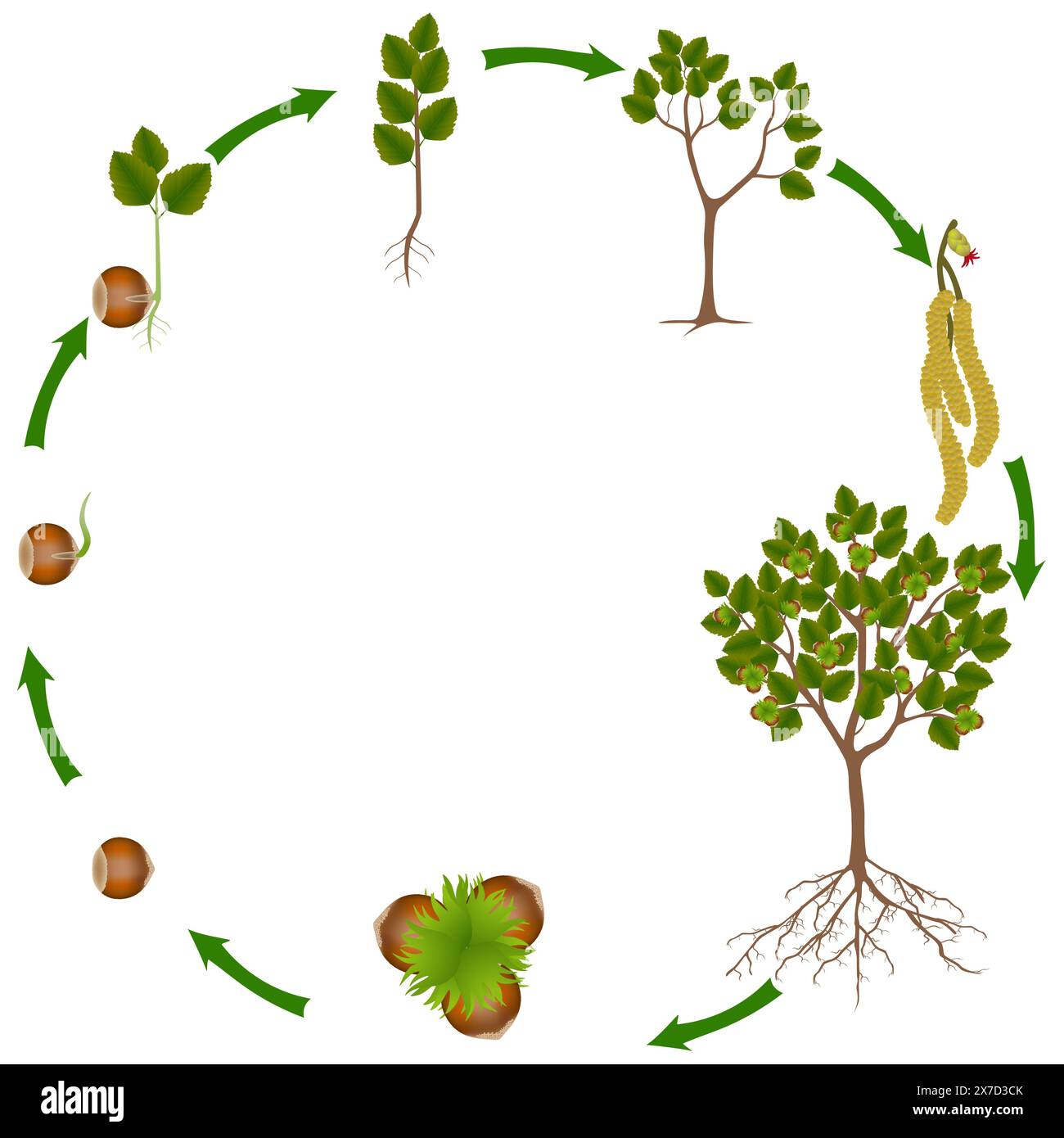 Life cycle of hazelnut plant on a white background Stock Vector Image ...