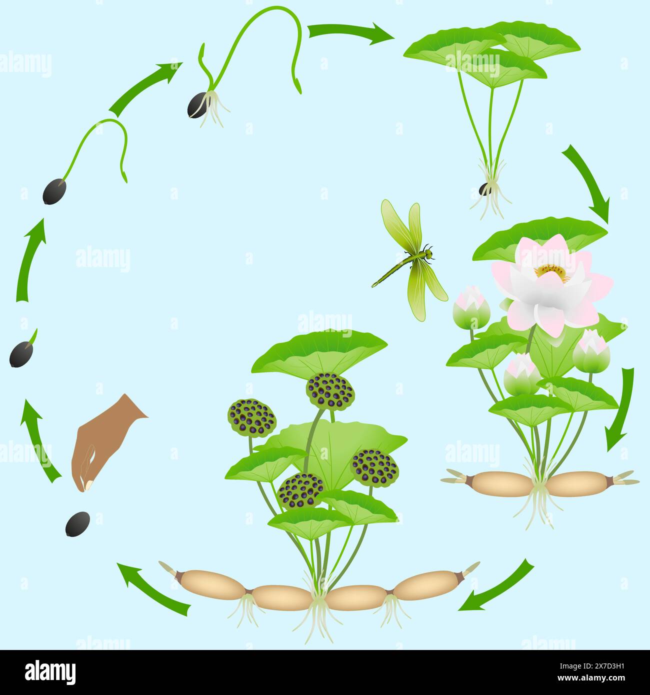 Parts of lotus flower Stock Vector Images - Alamy