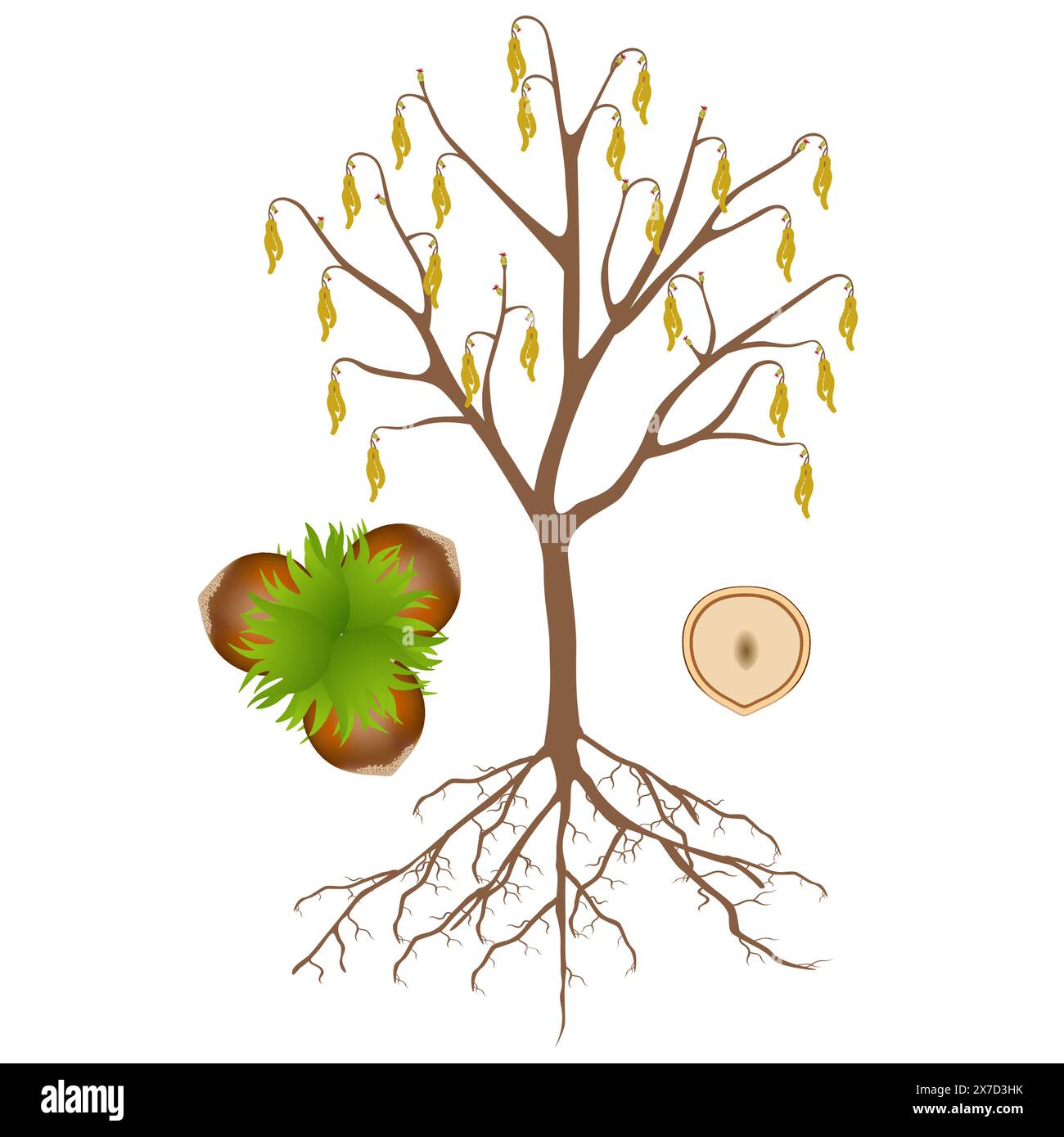 Hazelnut tree with flowers and nuts on a white background Stock Vector ...