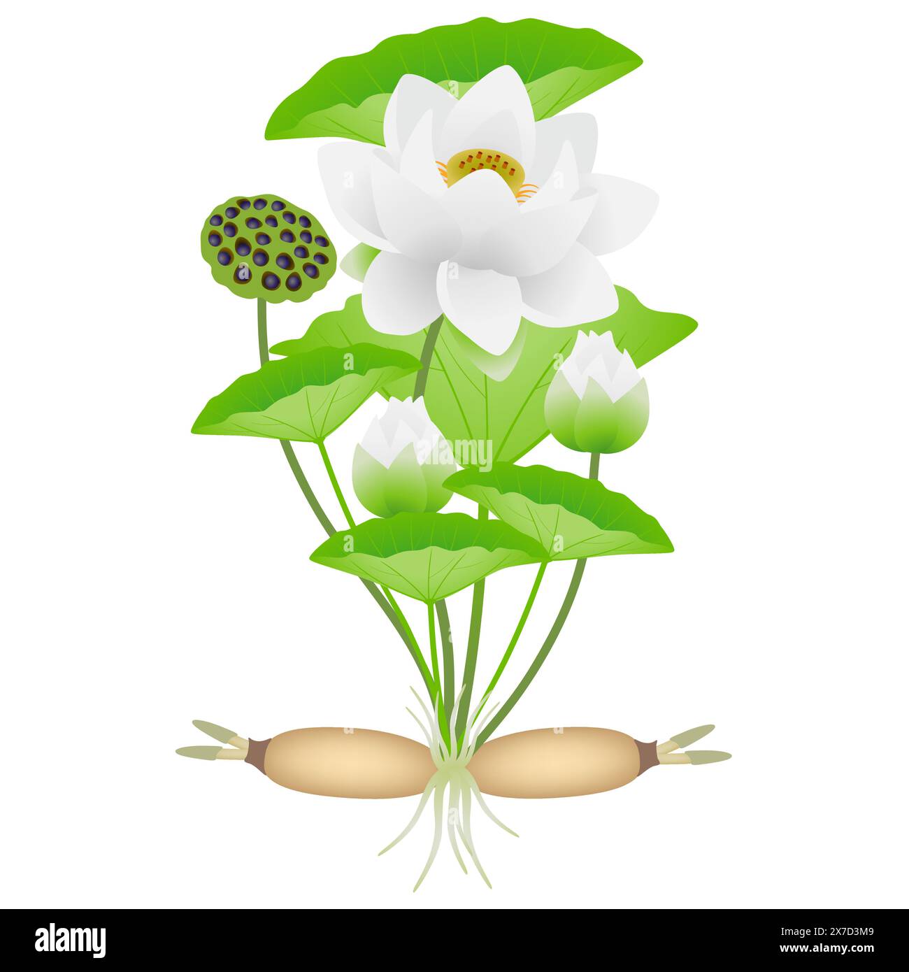 Lotus plant with roots of flowers and fruits Stock Vector Image & Art ...