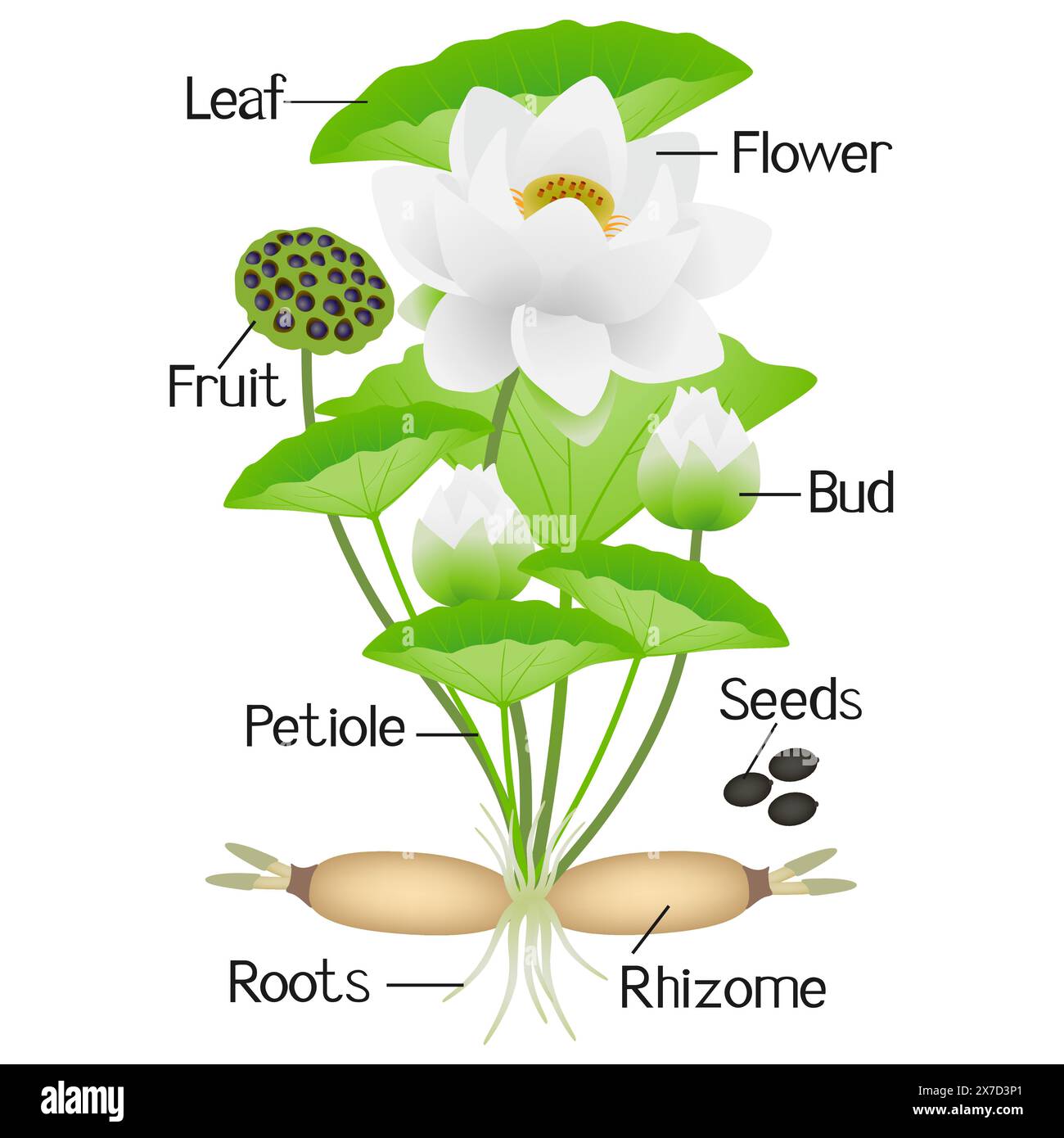 Lotus seeds Stock Vector Images - Alamy