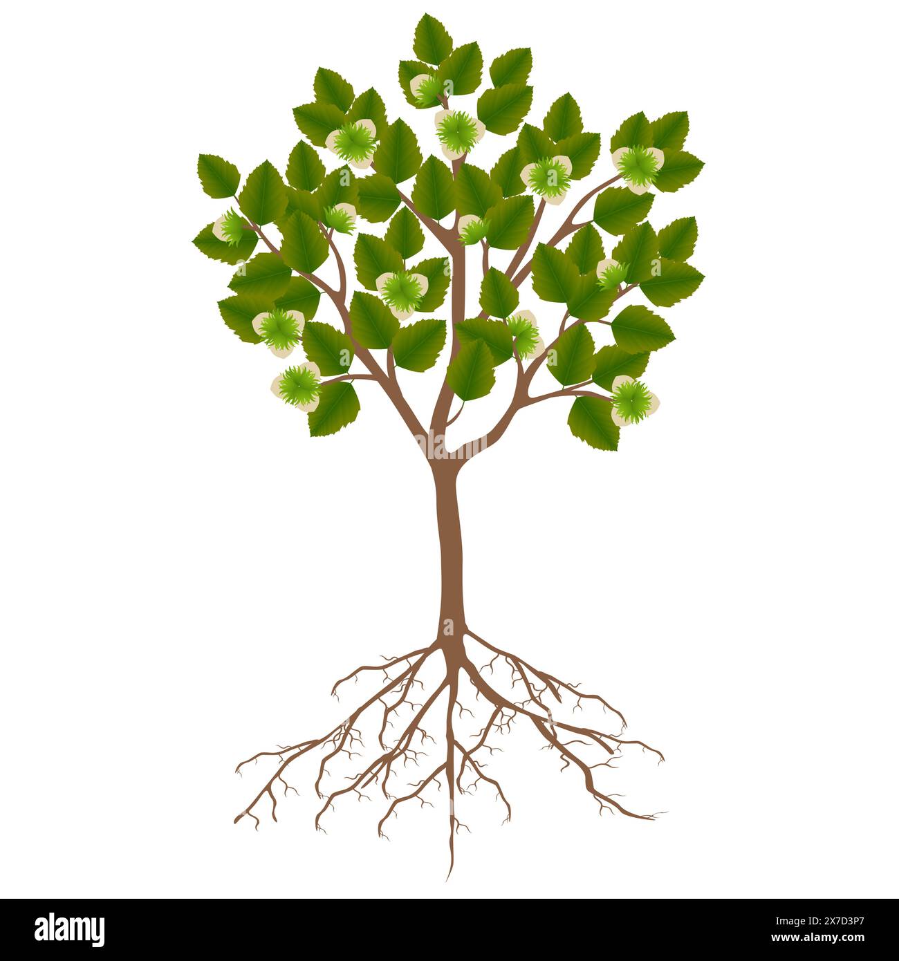 Hazelnut tree with fruits on a white background Stock Vector Image ...