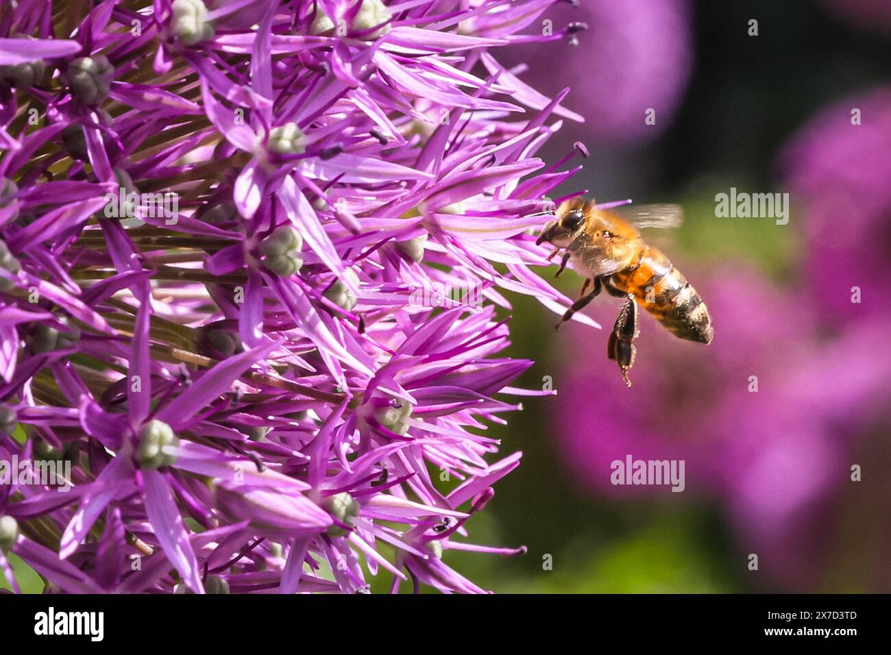 London, UK. 19th May, 2024. Bumble bees, honey bees and other bee ...