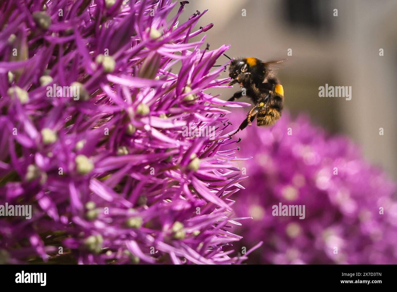 London, UK. 19th May, 2024. Bumble bees, honey bees and other bee ...