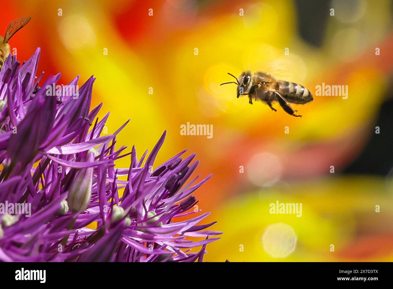 London, UK. 19th May, 2024. Bumble bees, honey bees and other bee ...