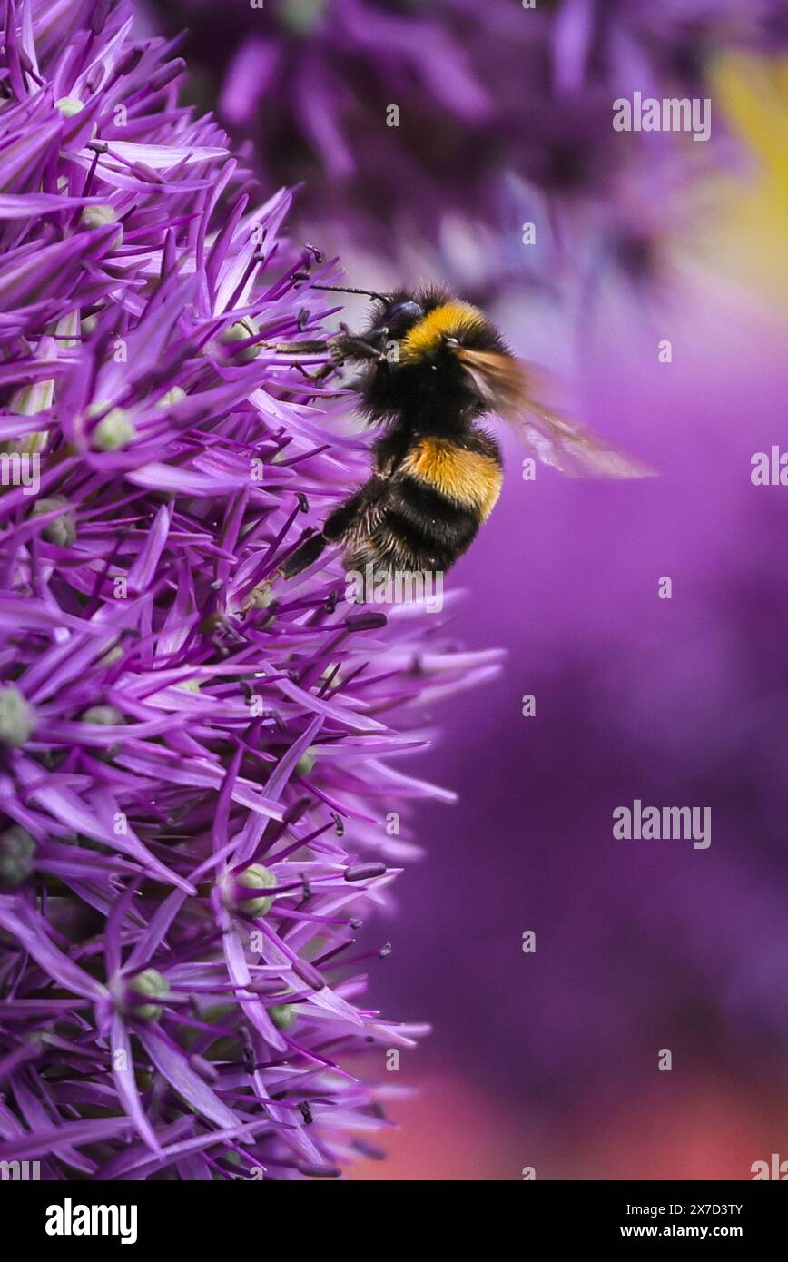 London, UK. 19th May, 2024. Bumble bees, honey bees and other bee ...