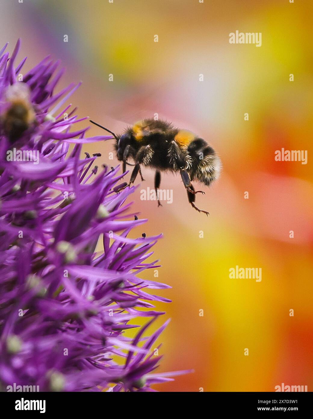 London, UK. 19th May, 2024. Bumble bees, honey bees and other bee ...