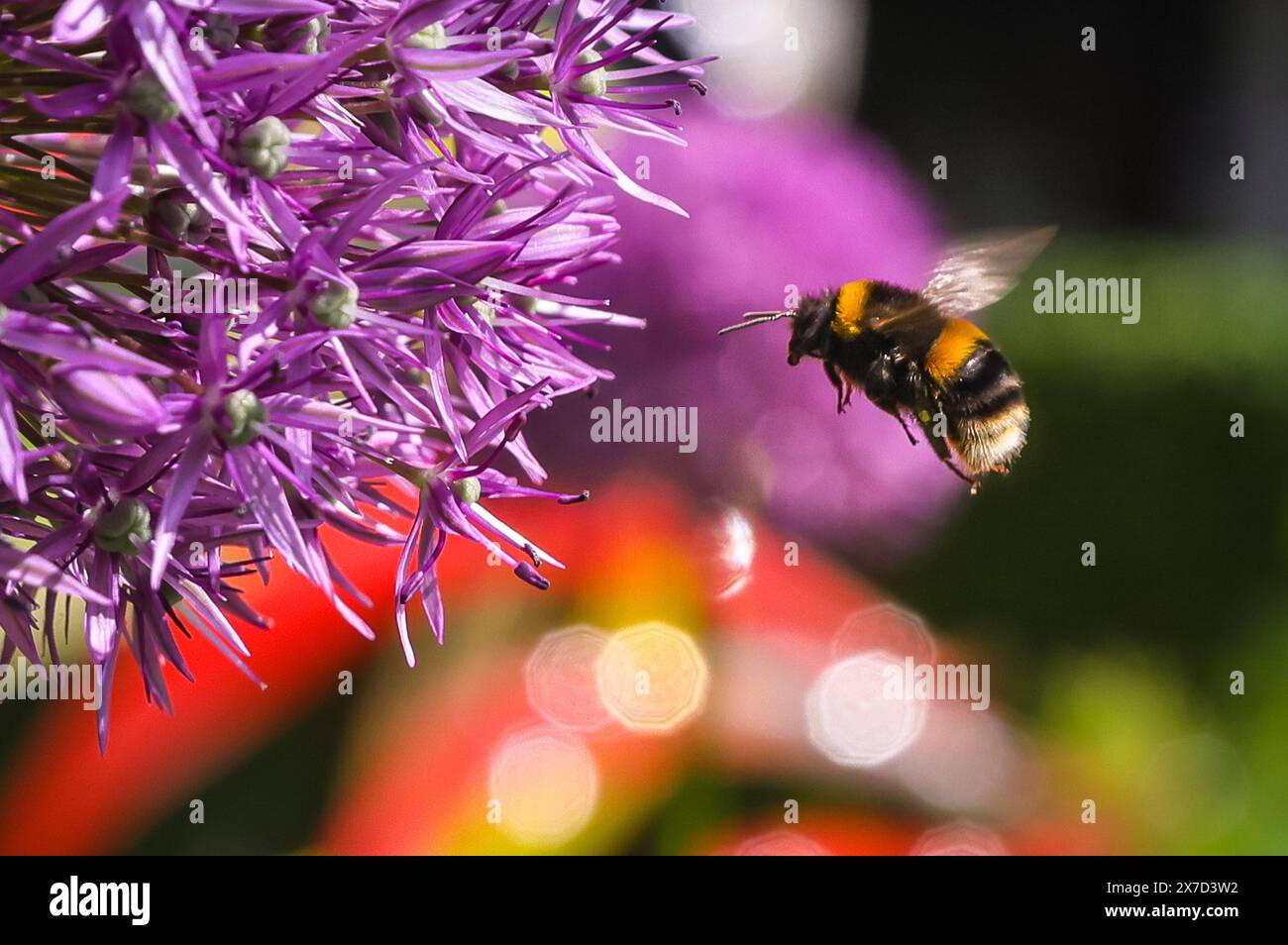 London, UK. 19th May, 2024. Bumble bees, honey bees and other bee ...