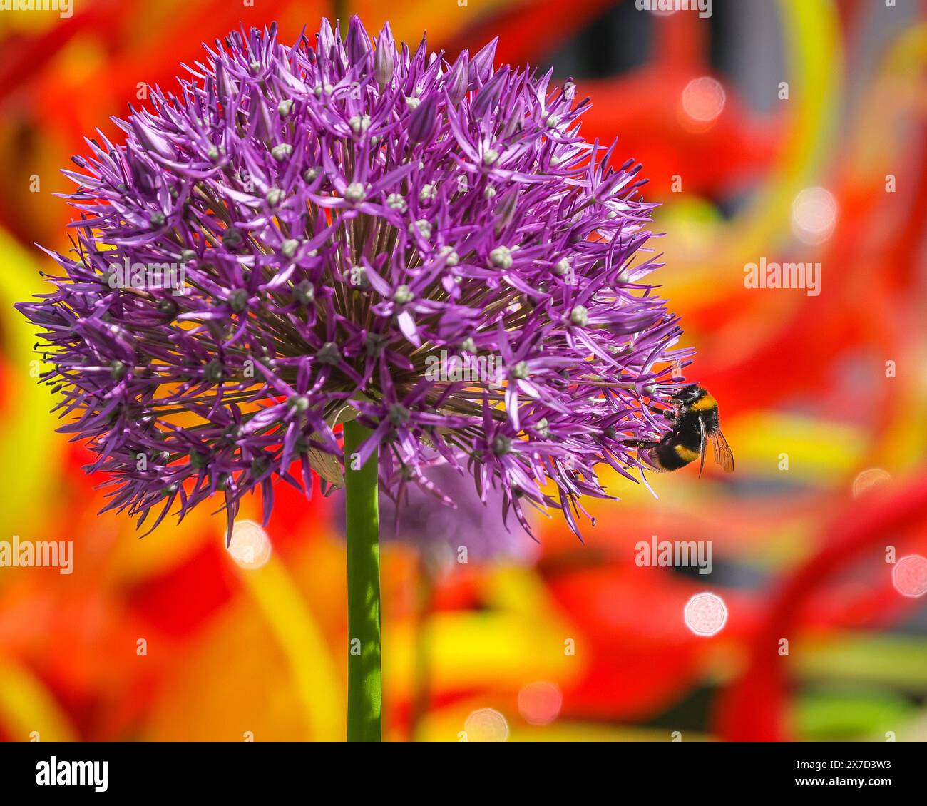 London, UK. 19th May, 2024. Bumble bees, honey bees and other bee ...