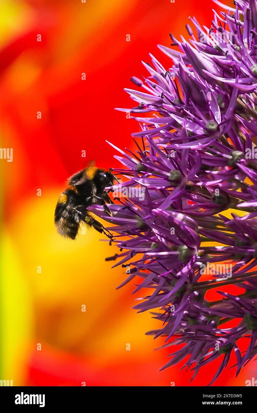 London, UK. 19th May, 2024. Bumble bees, honey bees and other bee ...