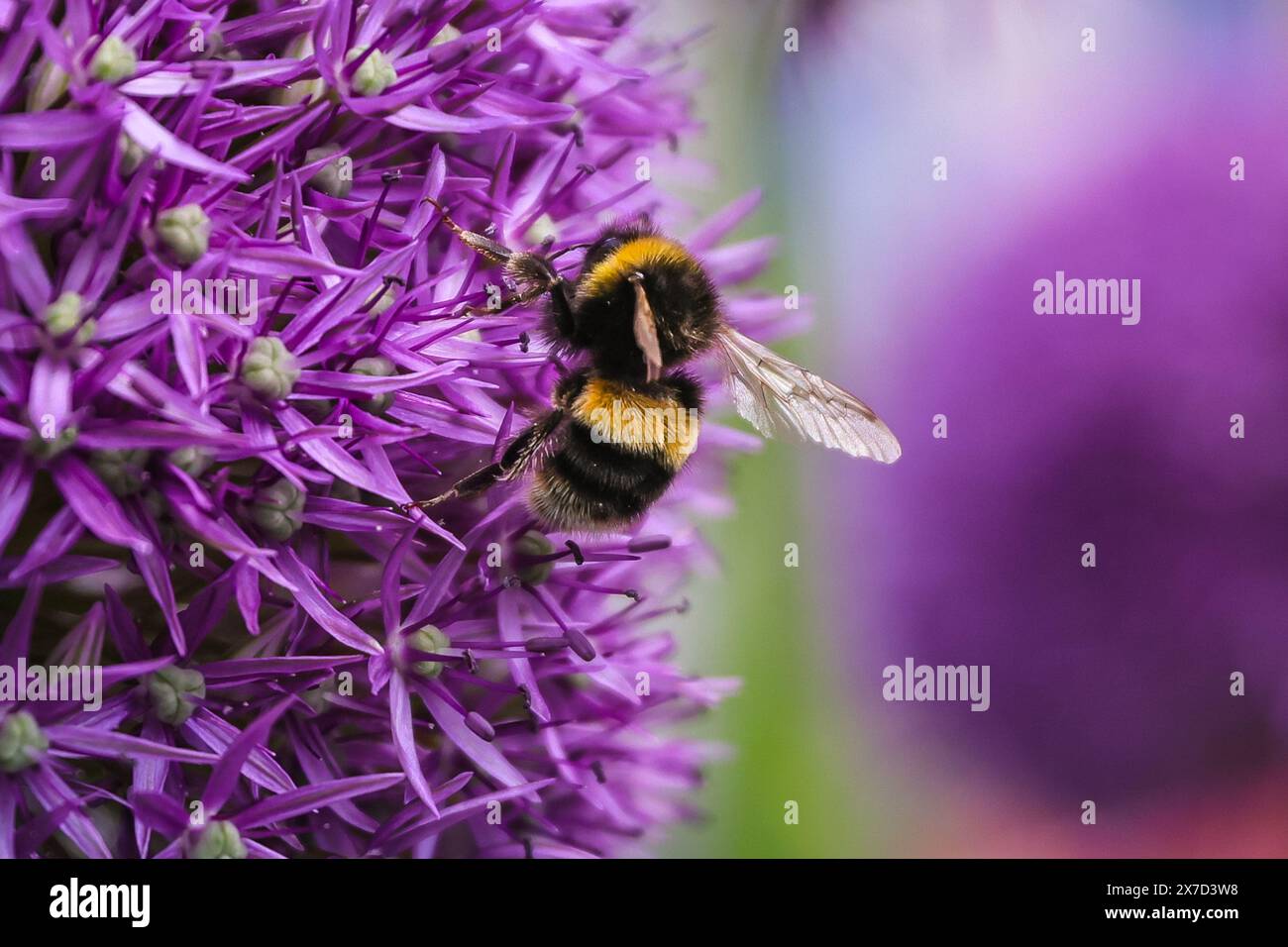 London, UK. 19th May, 2024. Bumble bees, honey bees and other bee ...