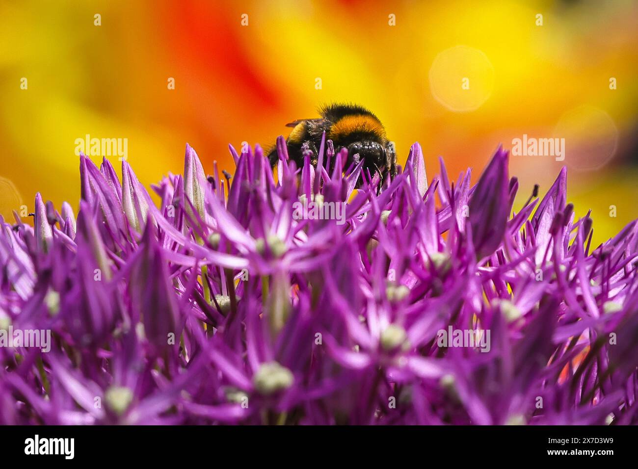 London, UK. 19th May, 2024. Bumble bees, honey bees and other bee ...