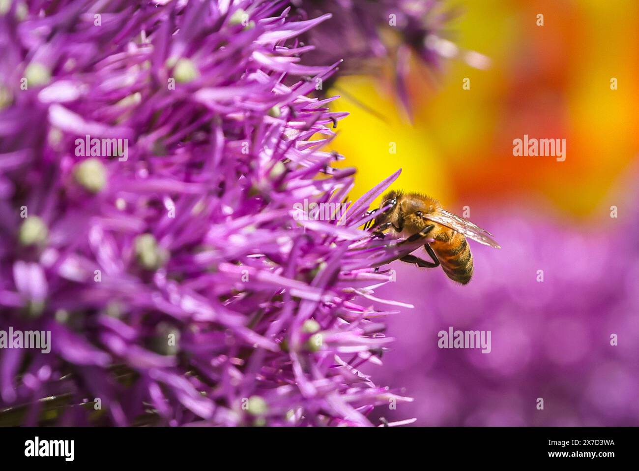 London, UK. 19th May, 2024. Bumble bees, honey bees and other bee ...