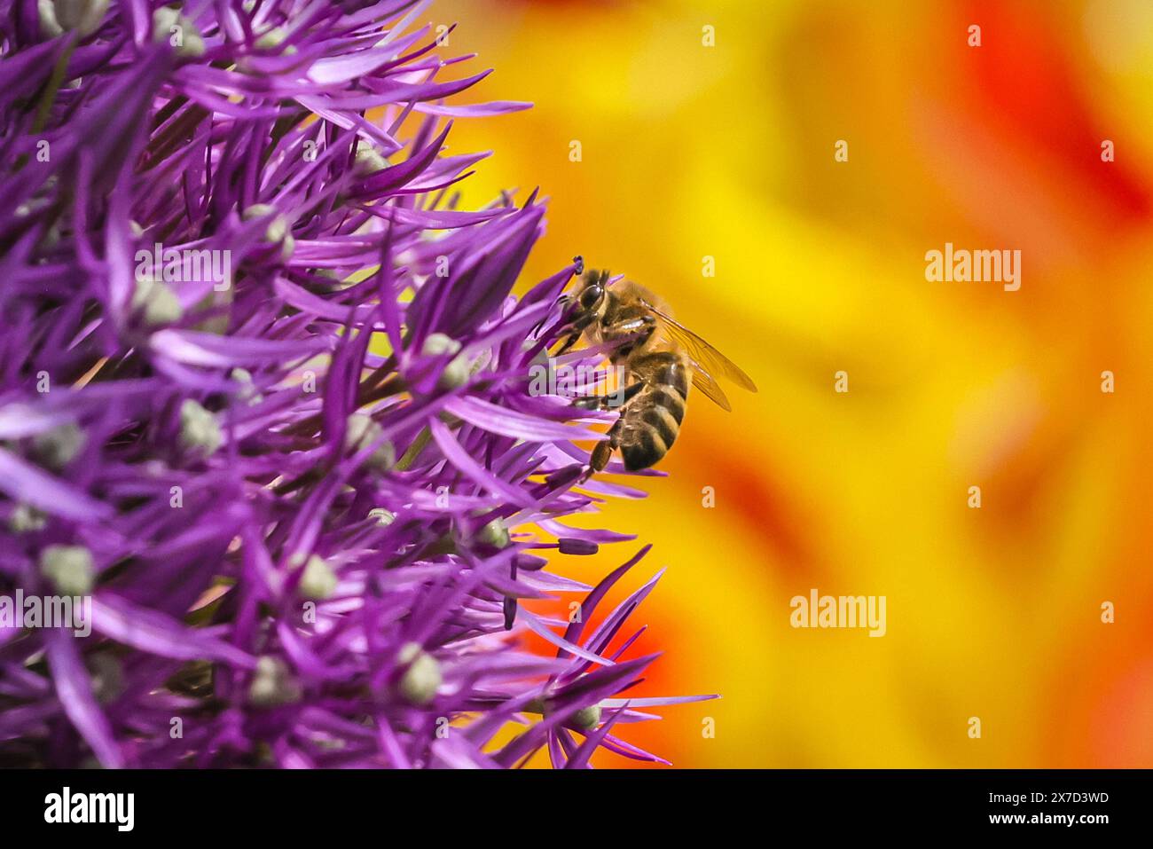 London, UK. 19th May, 2024. Bumble bees, honey bees and other bee ...