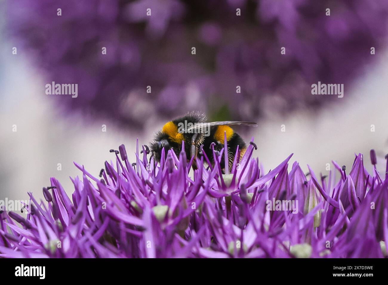 London, UK, 19th May 2024. Bumble bees, honey bees and other bee ...