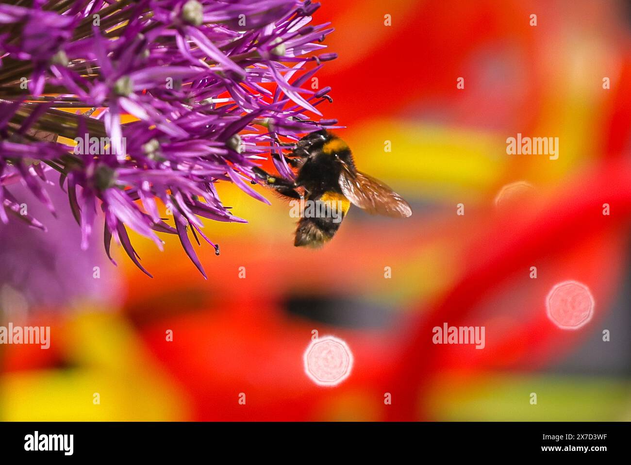 London, UK. 19th May, 2024. Bumble bees, honey bees and other bee ...