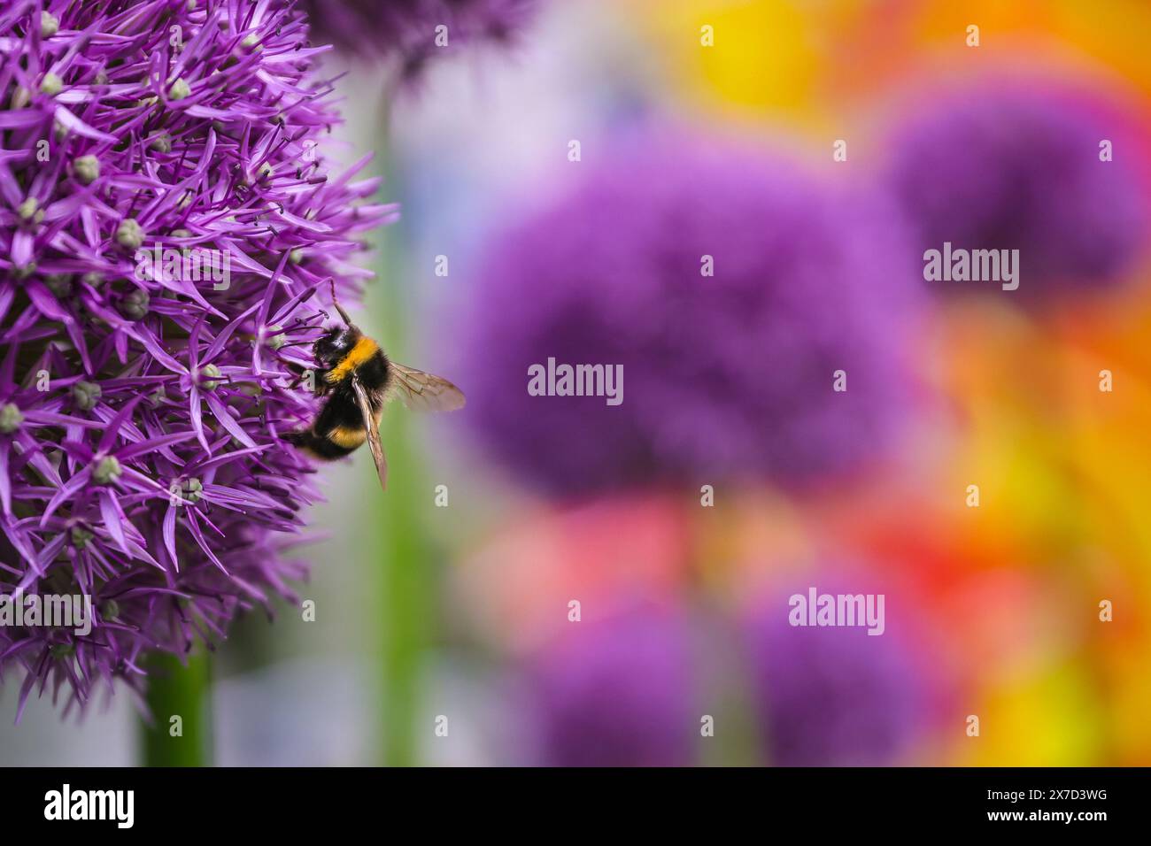 London, UK. 19th May, 2024. Bumble bees, honey bees and other bee ...